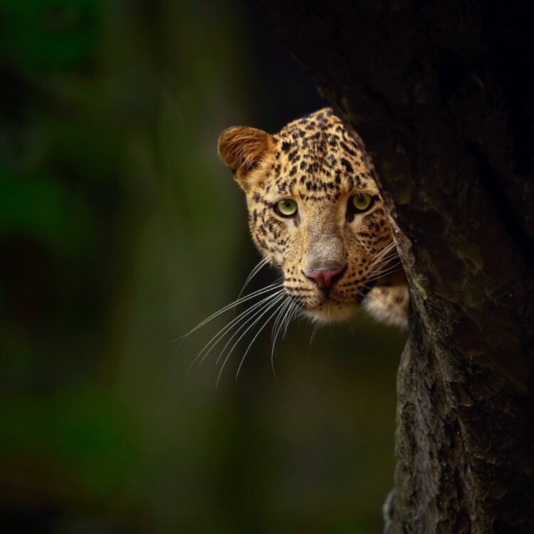 Wildlife Photography By Mithun Hunugund – THEINSPIRATION.COM