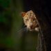 Wildlife Photography By Mithun Hunugund – THEINSPIRATION.COM