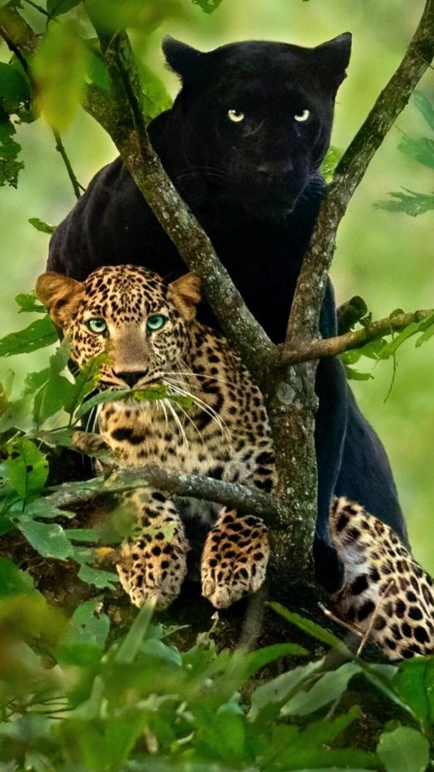 Wildlife Photography By Mithun Hunugund – THEINSPIRATION.COM