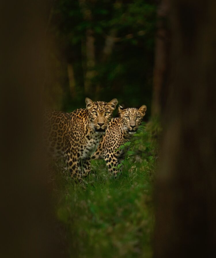 Wildlife Photography By Mithun Hunugund – THEINSPIRATION.COM