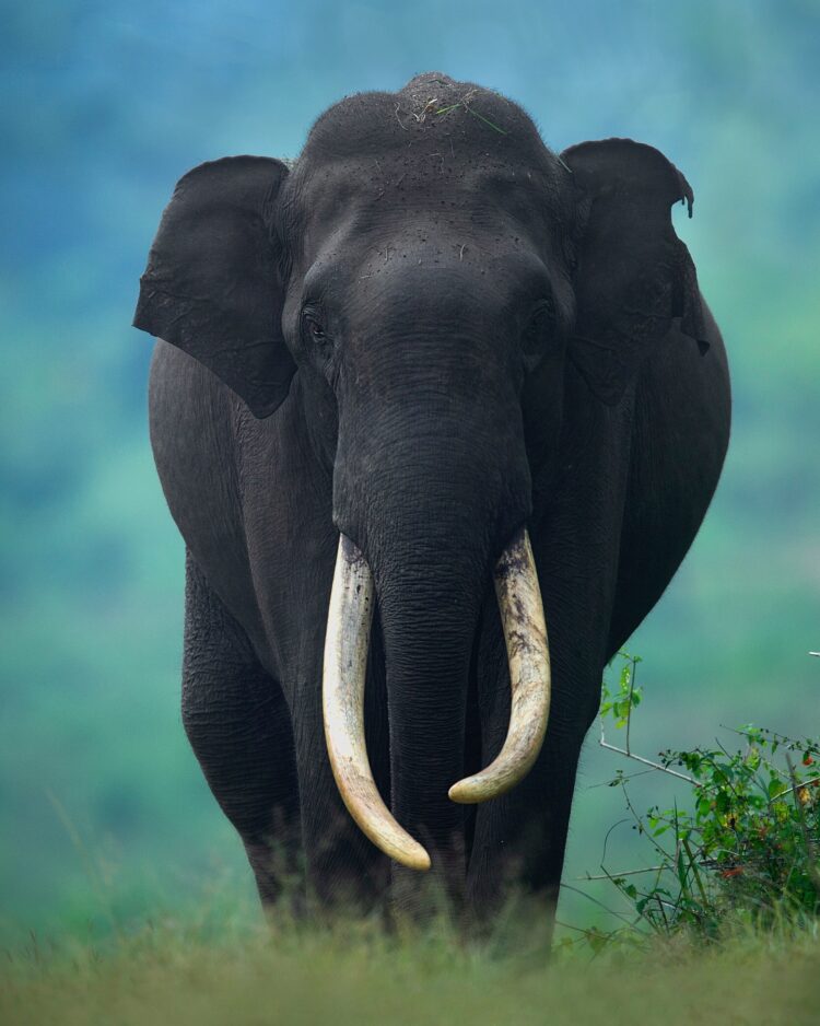 Wildlife Photography By Mithun Hunugund – THEINSPIRATION.COM