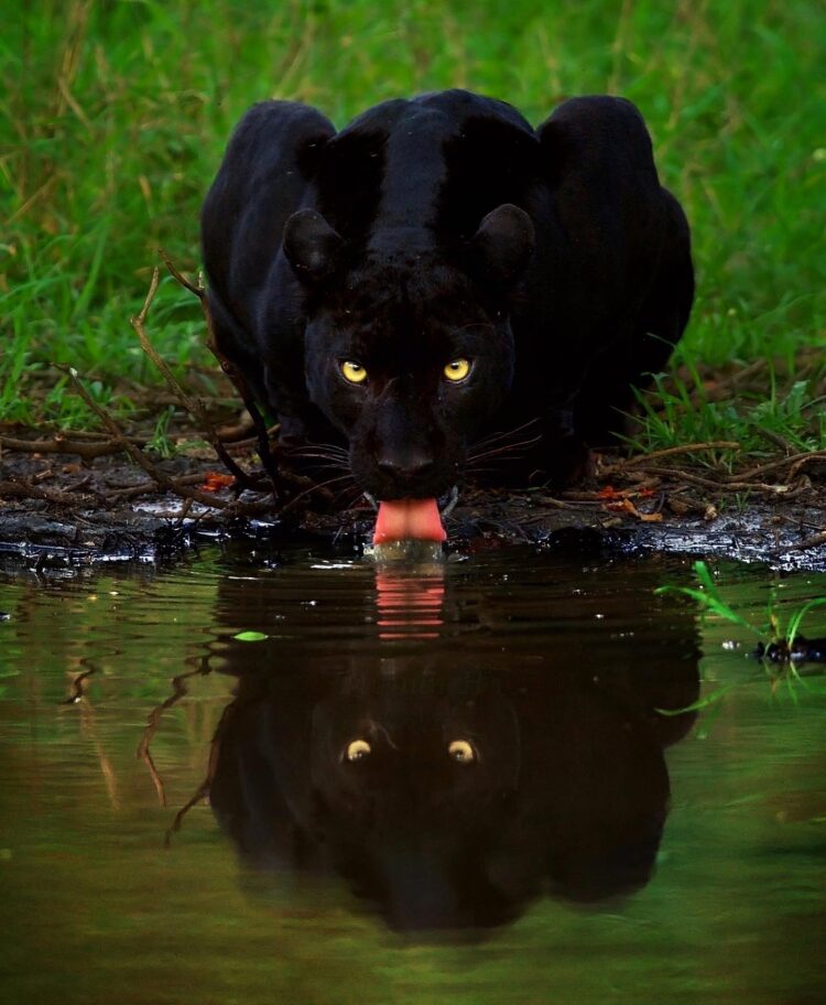 Wildlife Photography By Mithun Hunugund – THEINSPIRATION.COM