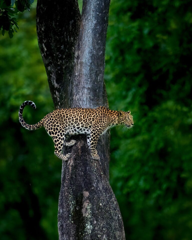 Wildlife Photography By Mithun Hunugund – THEINSPIRATION.COM