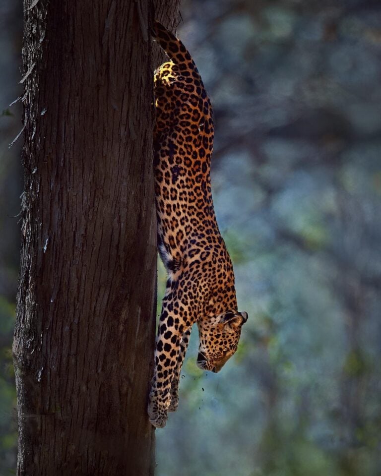 Wildlife Photography By Mithun Hunugund – THEINSPIRATION.COM