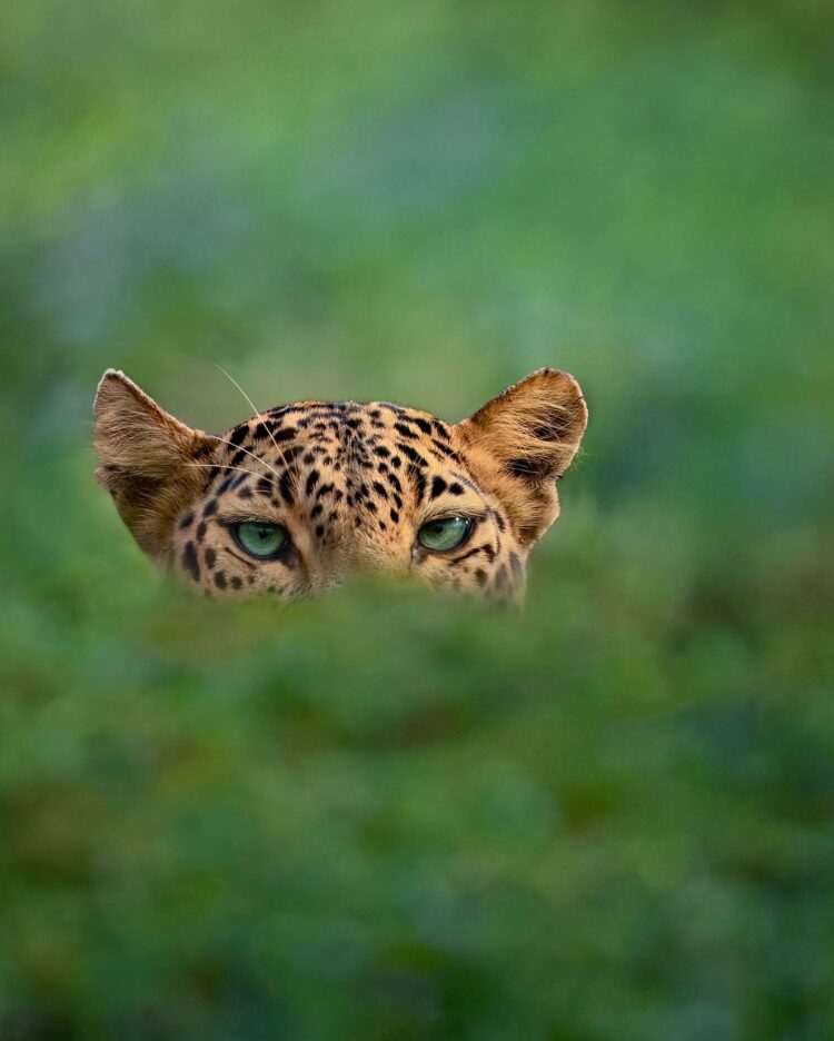 Wildlife Photography By Mithun Hunugund – THEINSPIRATION.COM