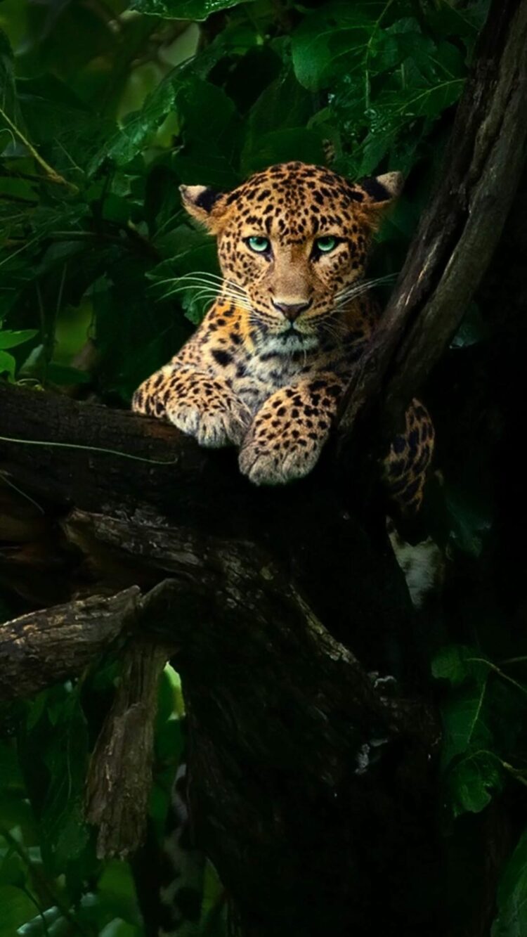 Wildlife Photography By Mithun Hunugund – THEINSPIRATION.COM