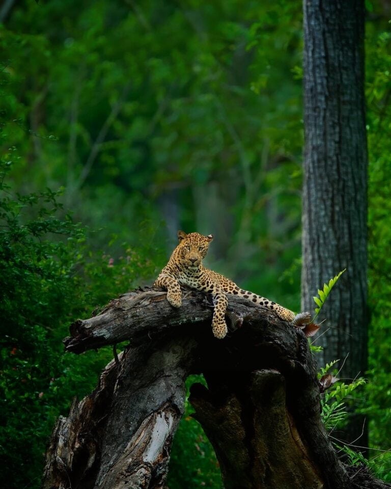 Wildlife Photography By Mithun Hunugund – THEINSPIRATION.COM